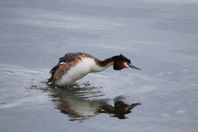 English Birds | Neonatal Research
