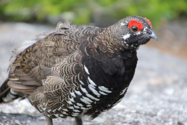 Birds of Quebec | Neonatal Research